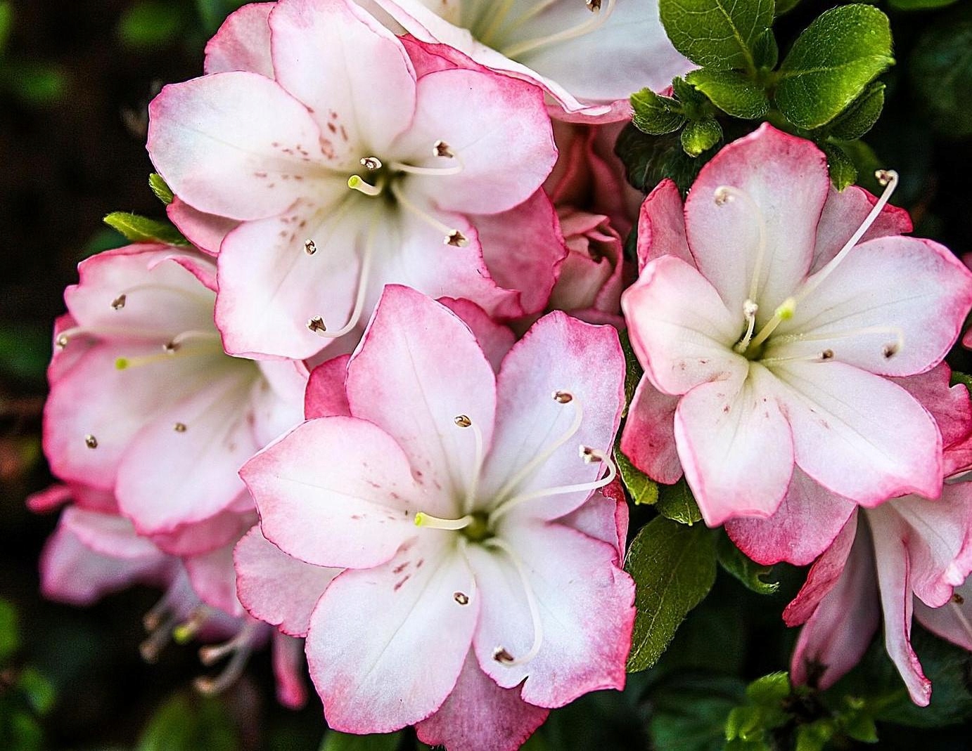 Azalia japońska PEGGY ANN - TwojeSady