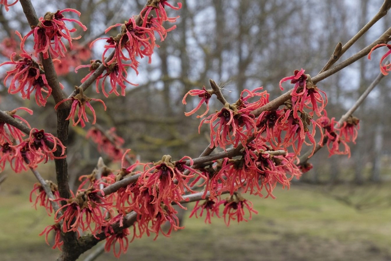 Oczar pośredni RUBY GLOW - TwojeSady