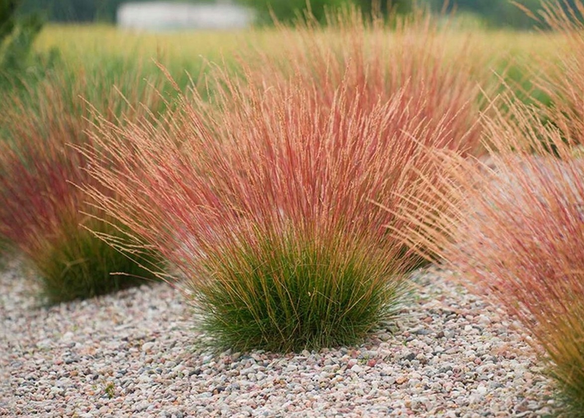 Trawa kostrzewa miedzianobrody SUNRISE - TwojeSady