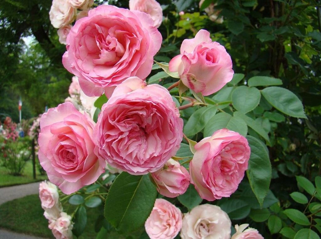 Róża parkowa EDEN ROSE - TwojeSady