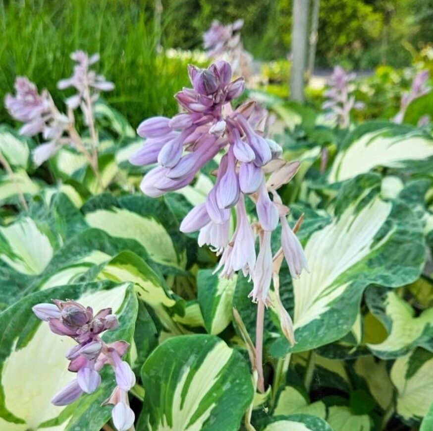 Funkia Hosta HANS - TwojeSady