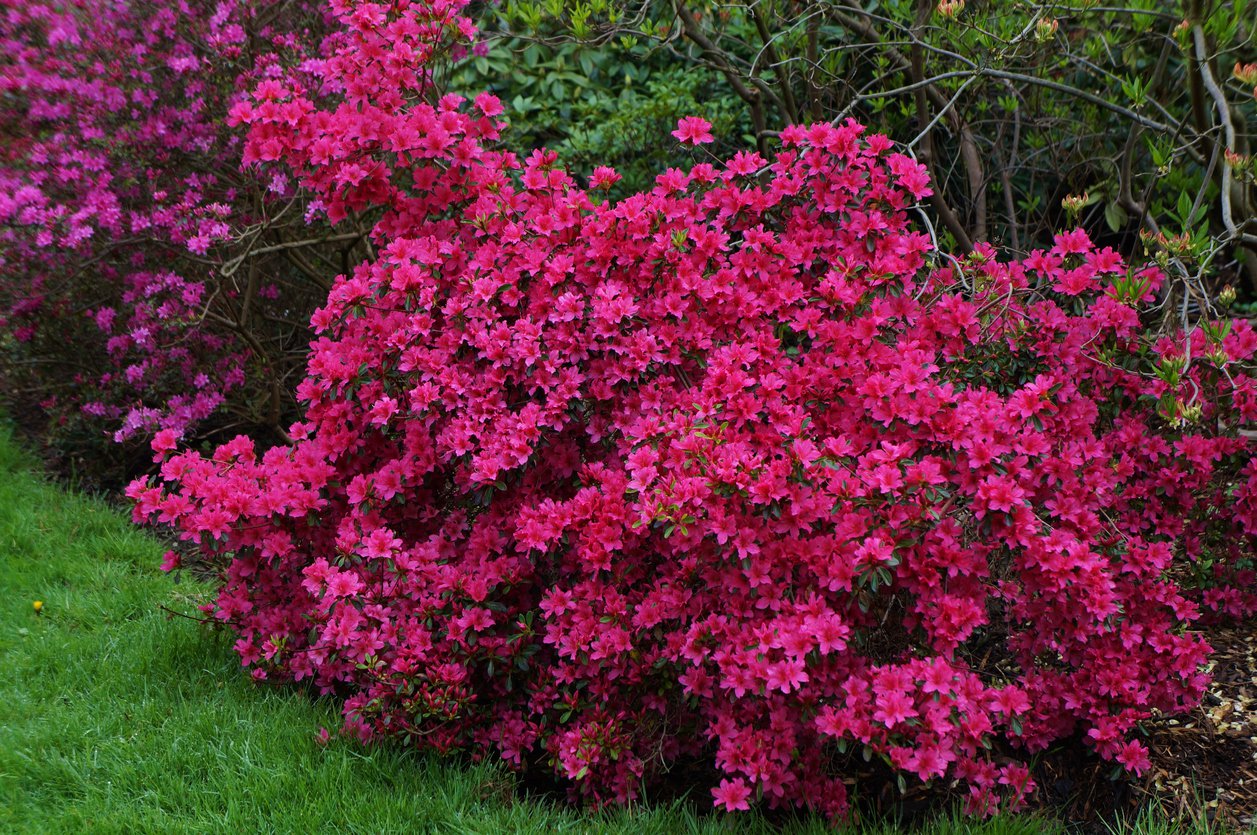 Azalia japońska KIUSIU - TwojeSady