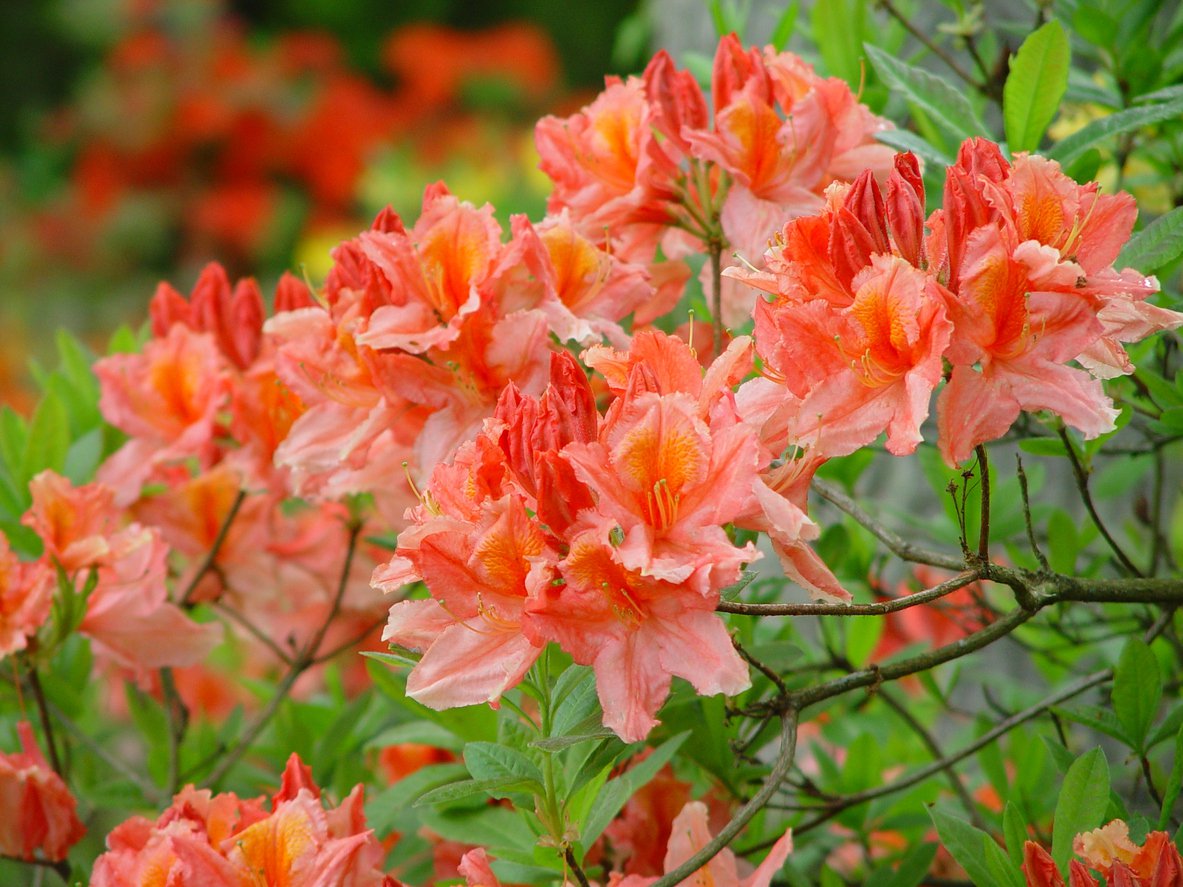 Krzew ozdobny AZALIA JAPOŃSKA SIGNALGLUHEN