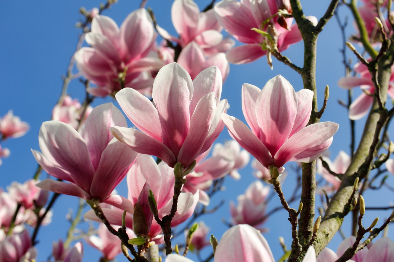 Magnolia FRAGRANT CLOUD