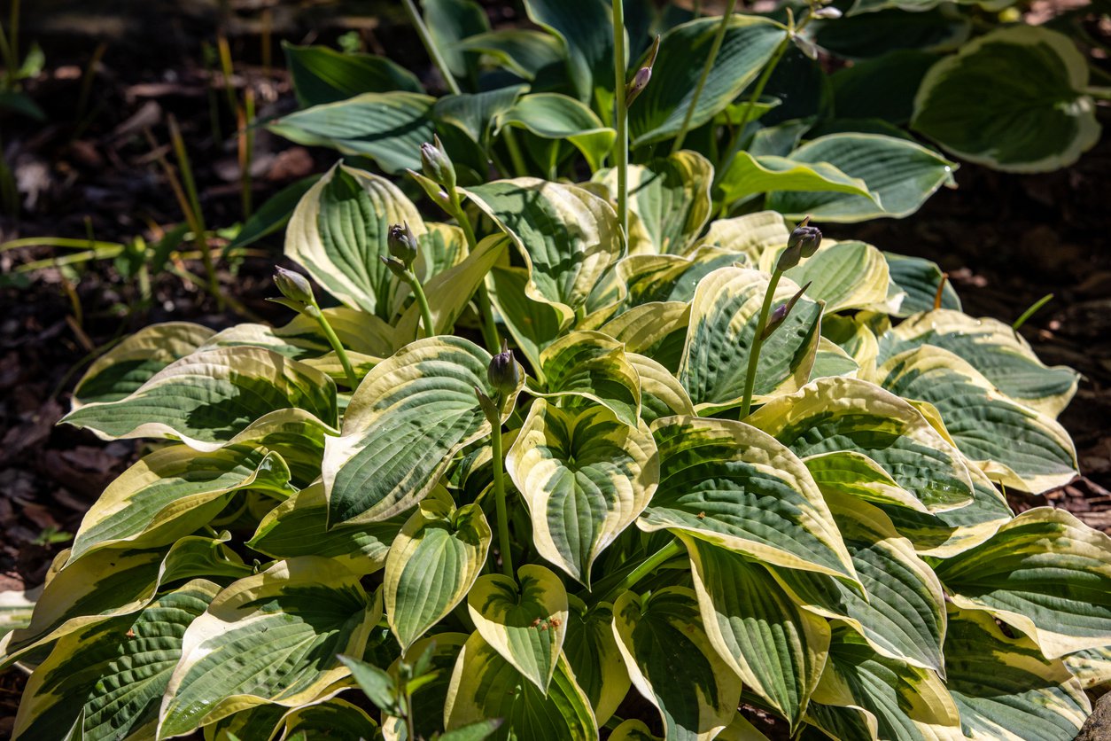 Funkia Hosta TWILIGHT