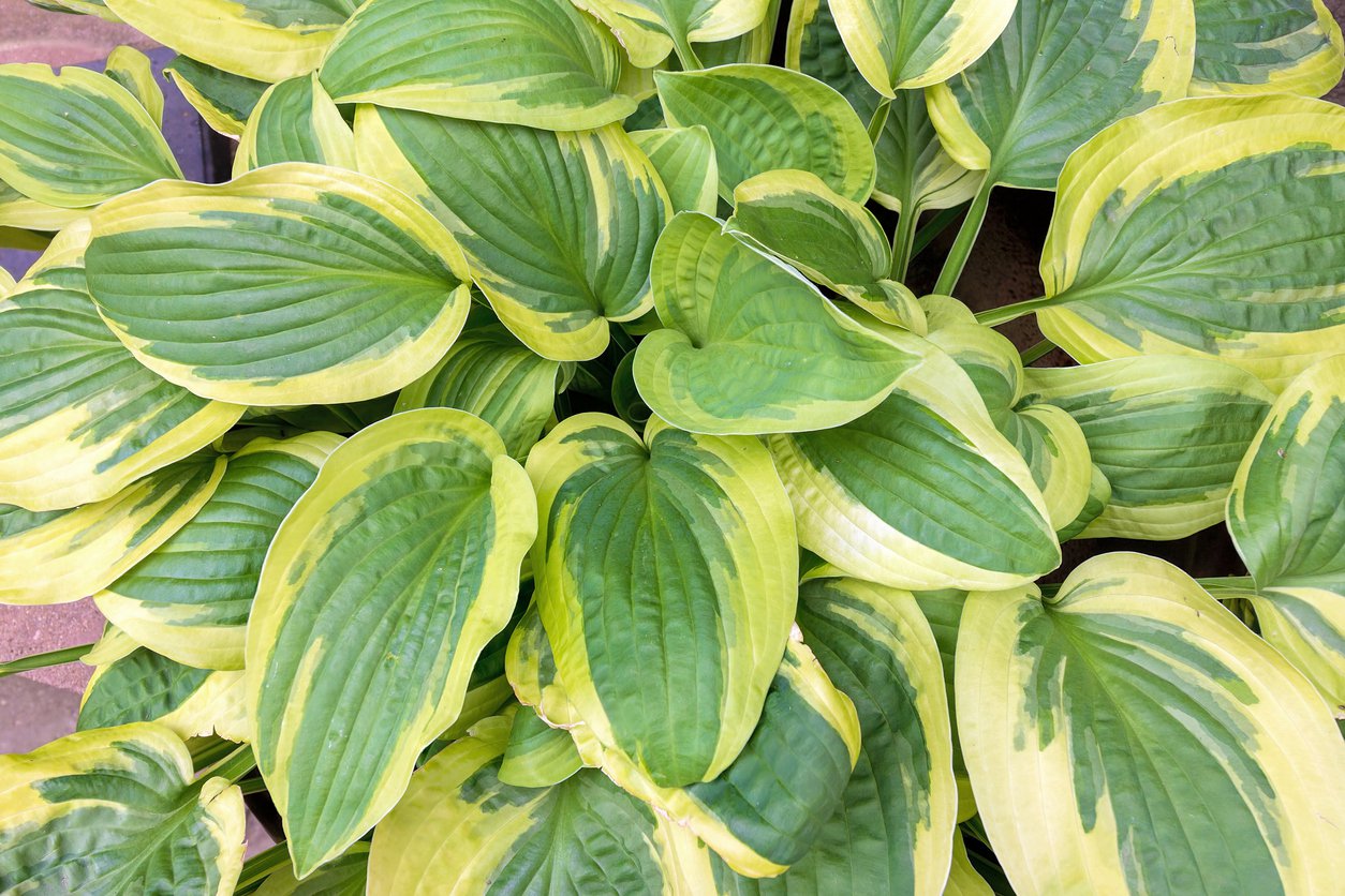 Funkia Hosta TWILIGHT