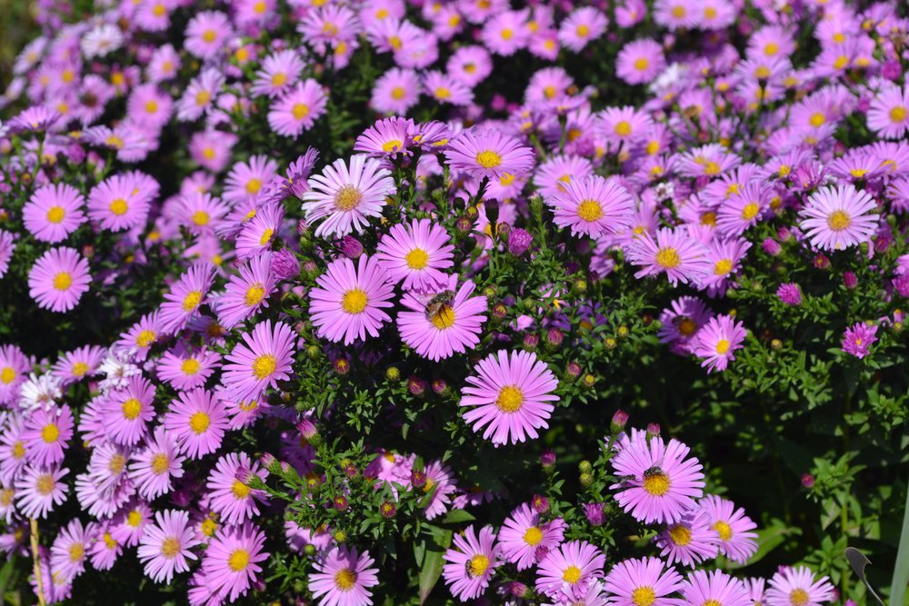 Aster alpejski HAPPY END