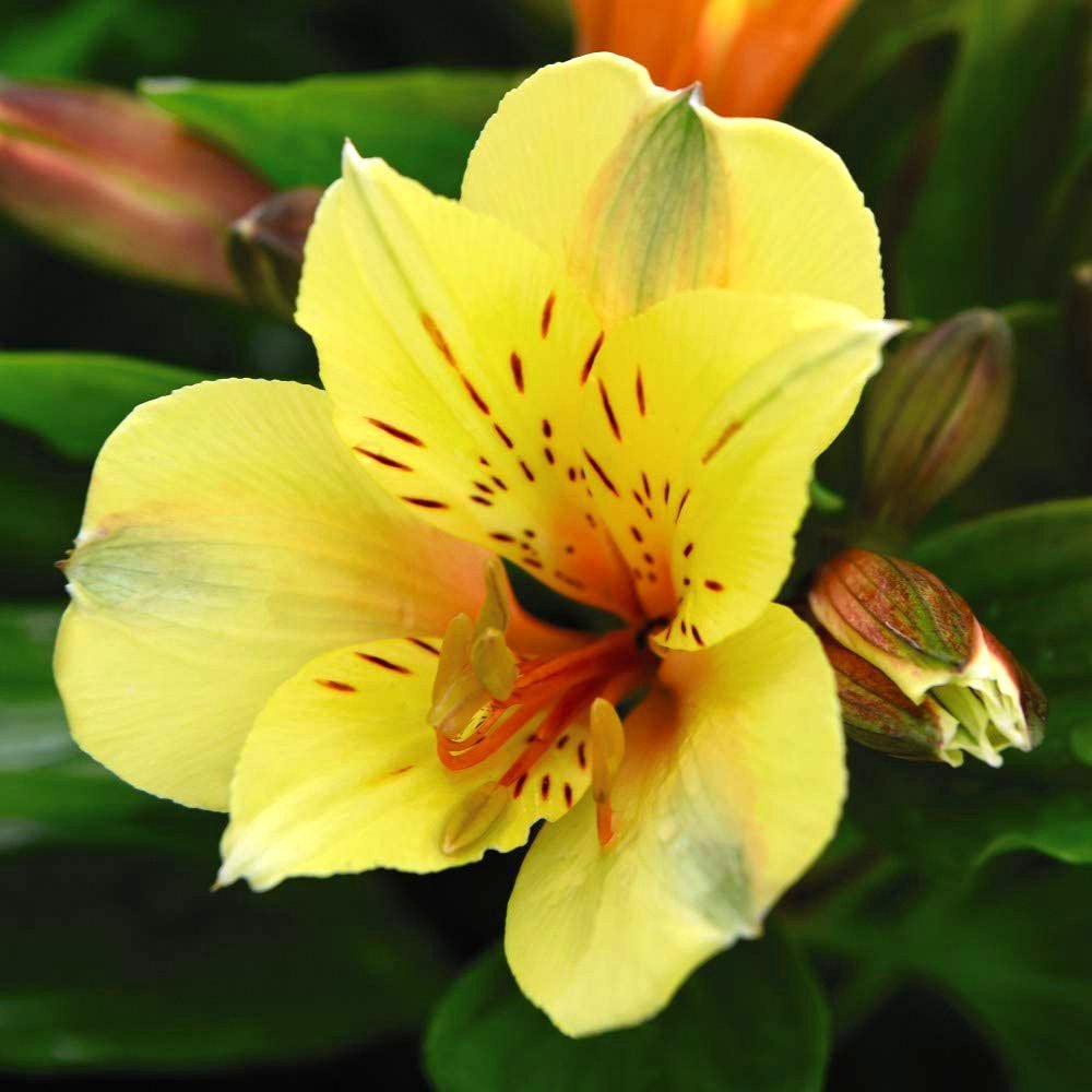 Alstroemeria SPRING VALLEY - TwojeSady