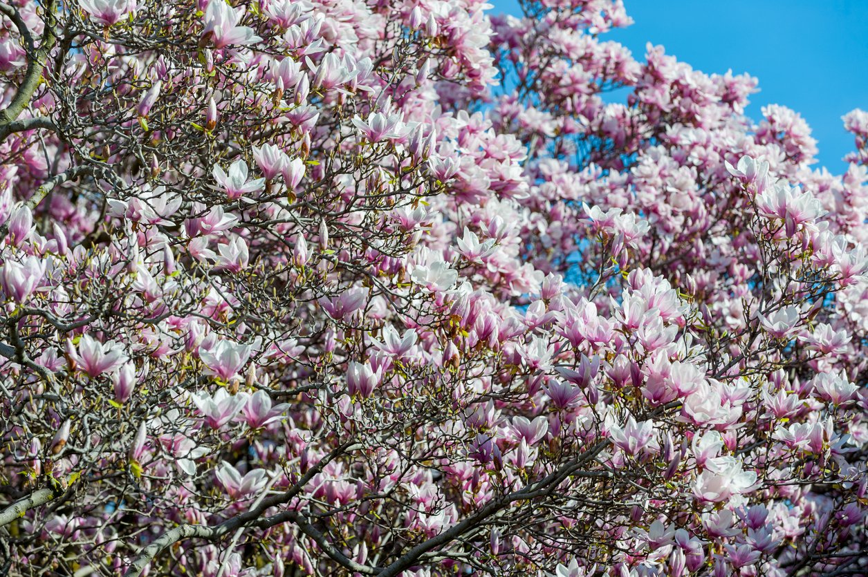 Drzewko ozdobne Magnolia RANDY