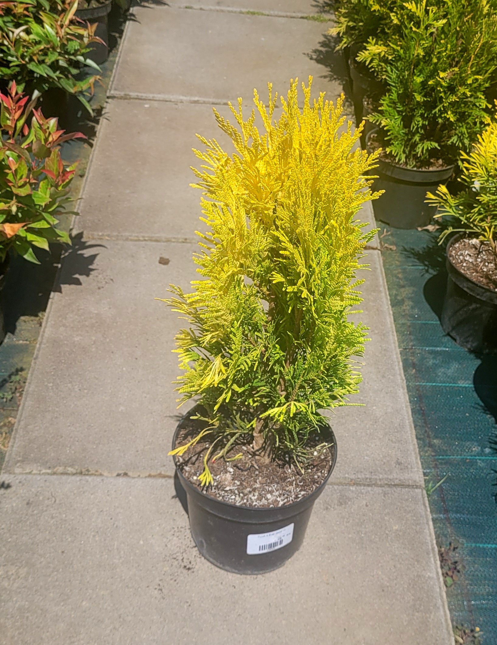 Tuja thuja 4EVER GOLD