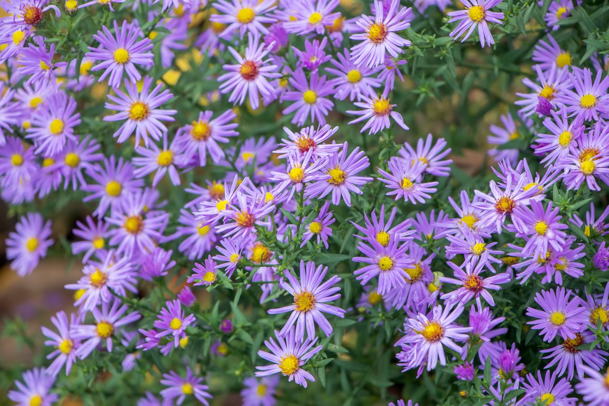 Aster nowobelgijski MAGIC LAVENDER - TwojeSady