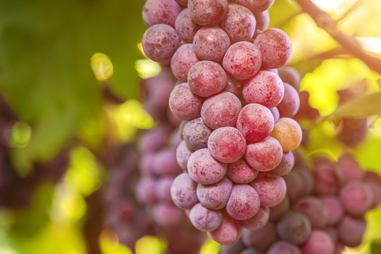 Winogrona różowe SWENSON RED