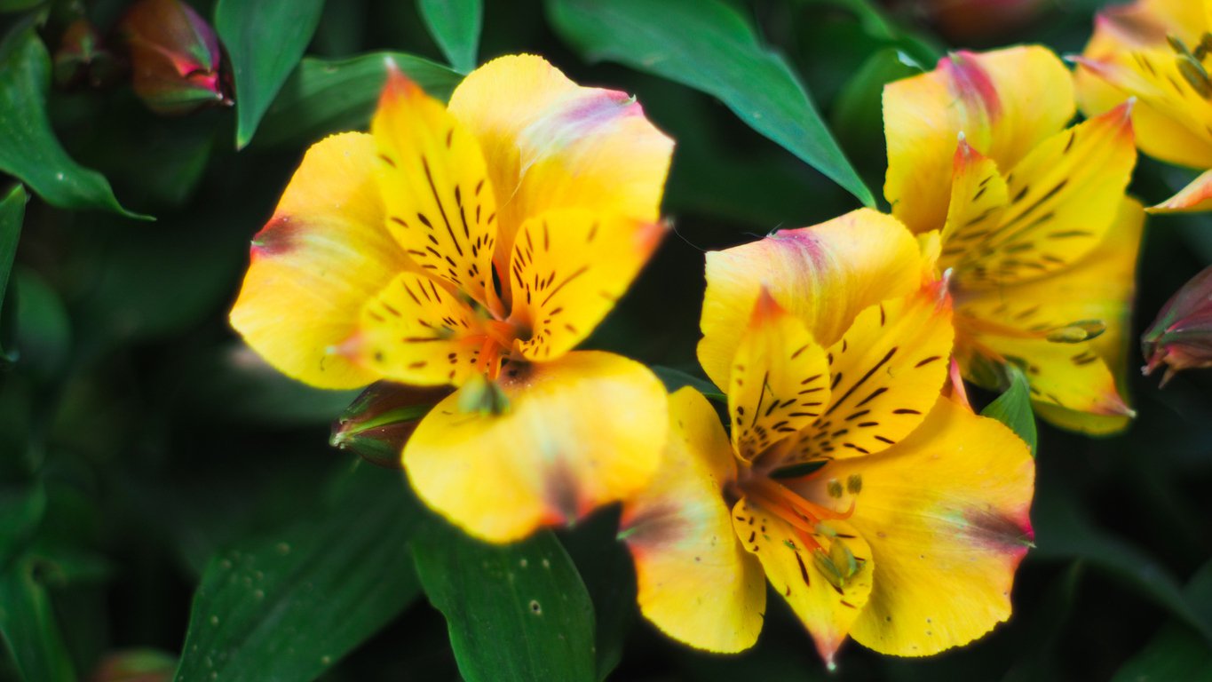 Alstroemeria SPRING VALLEY - TwojeSady