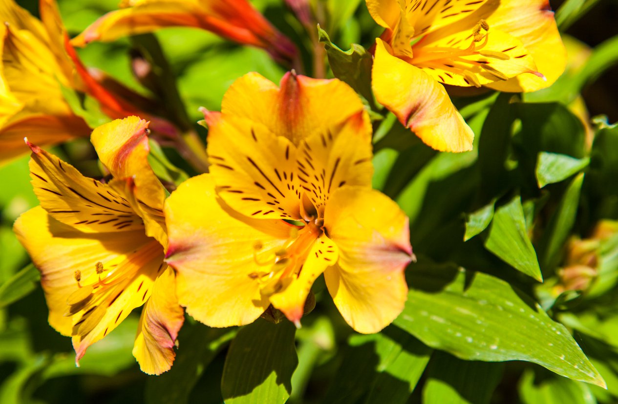 Alstroemeria SPRING VALLEY - TwojeSady