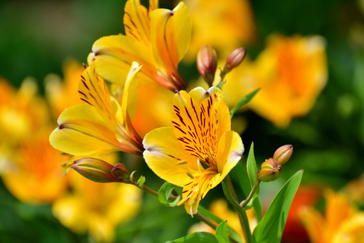 Alstroemeria SPRING VALLEY - TwojeSady