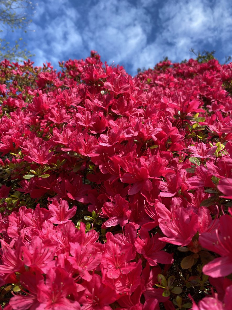 Azalia wielkokwiatowa DOLOROSO - TwojeSady