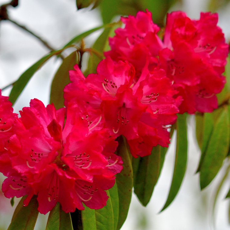 Azalia wielkokwiatowa DOLOROSO - TwojeSady