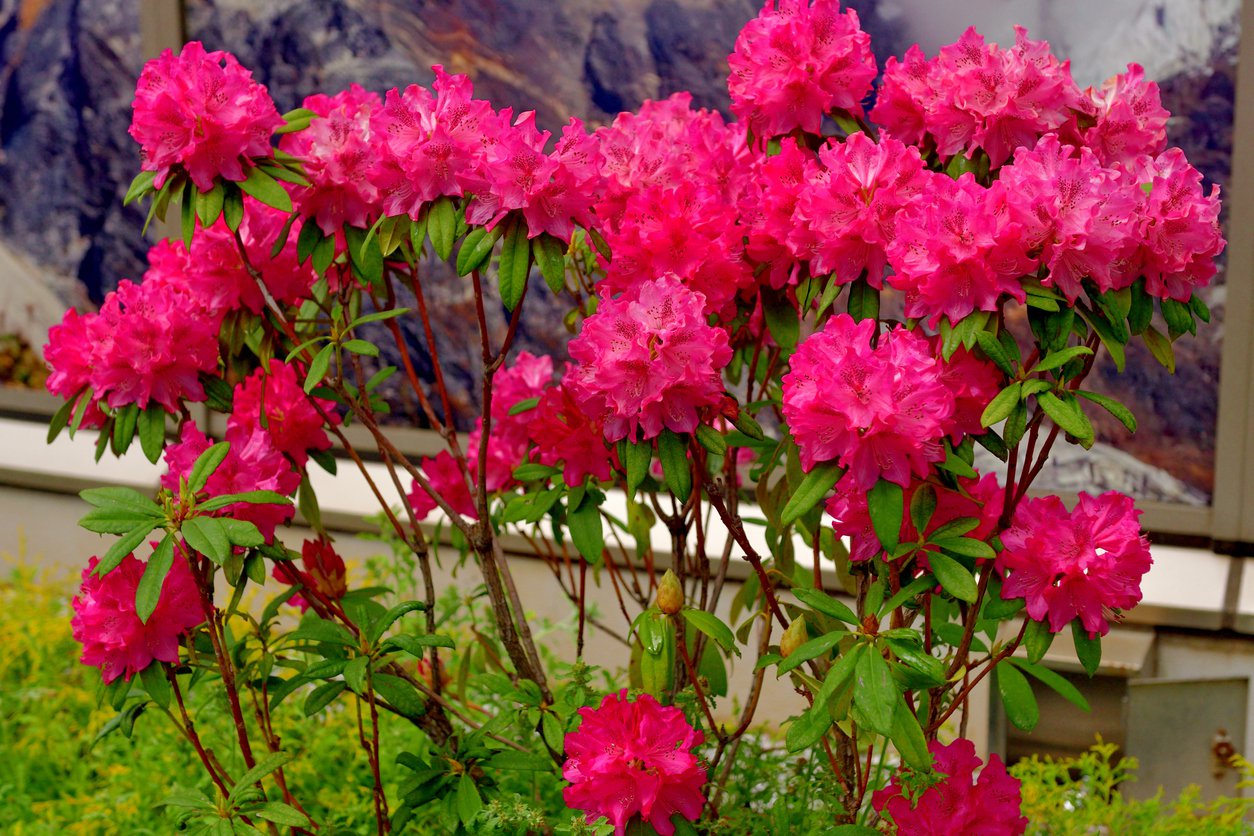 Azalia wielkokwiatowa DOLOROSO - TwojeSady