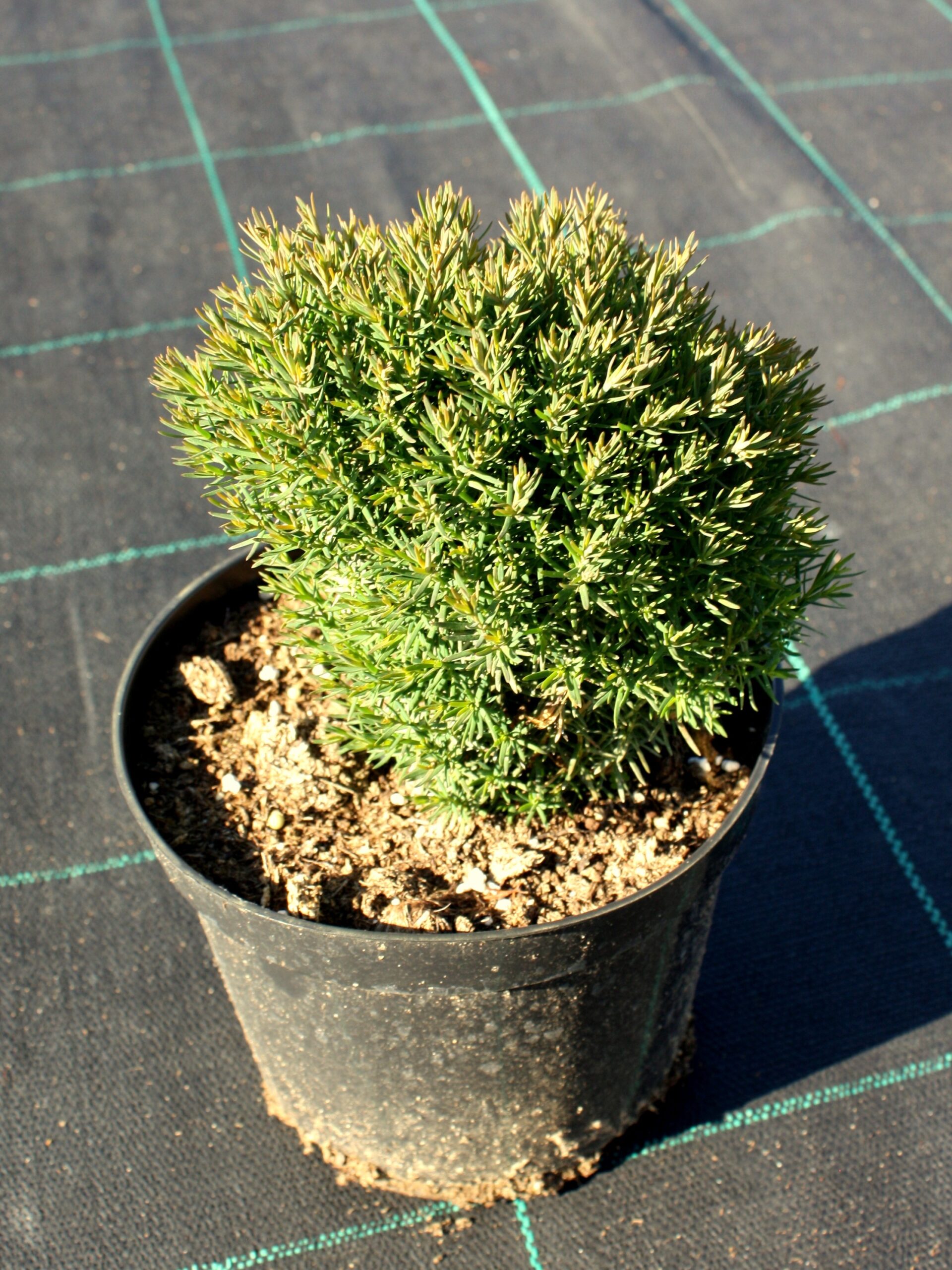 Tuja thuja TEDDY 20cm