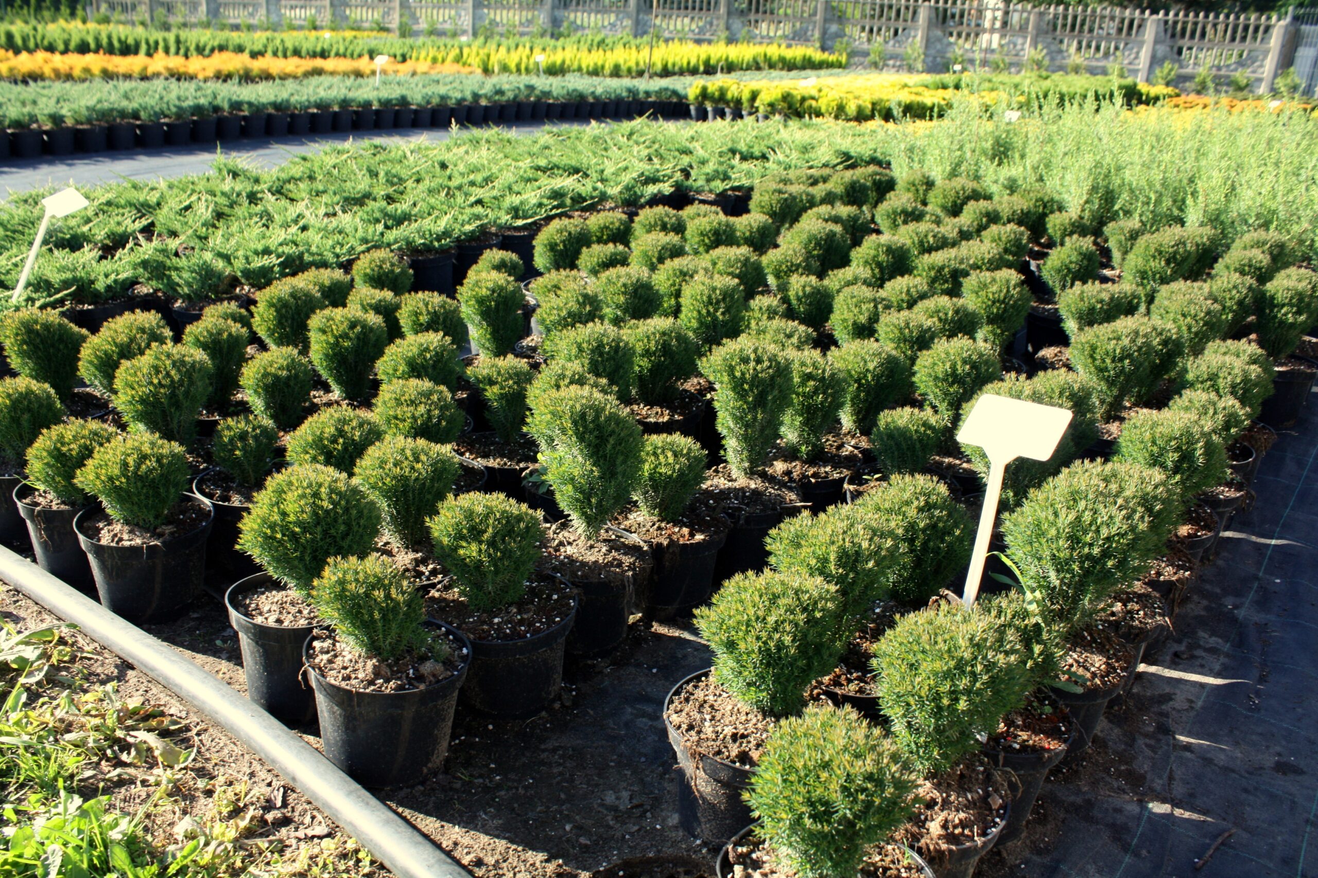 Tuja thuja TEDDY 20cm