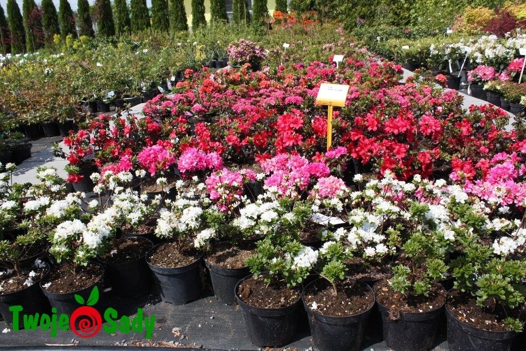 Azalia japońska GEISHA PINK